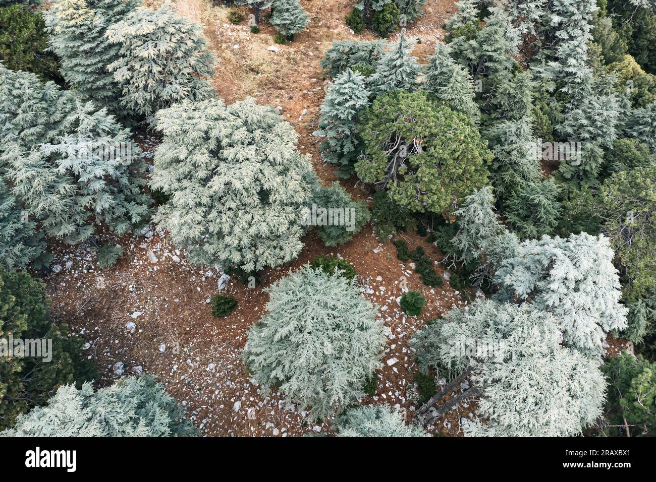 Aerial view of wild forest with huge Lebanon cedar trees in mountains ...