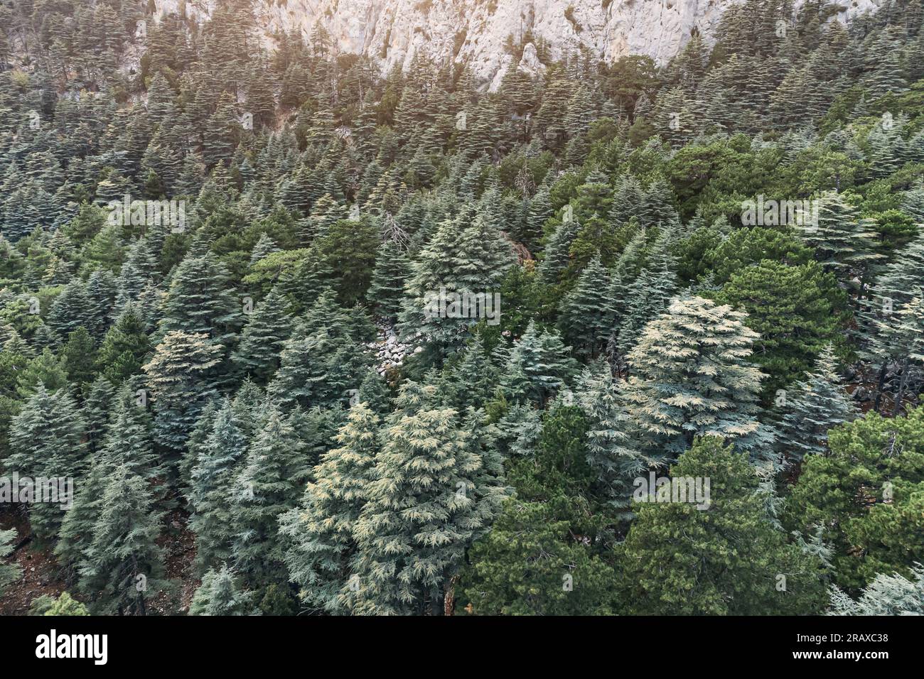 Aerial view of wild forest with huge Lebanon cedar trees in mountains ...