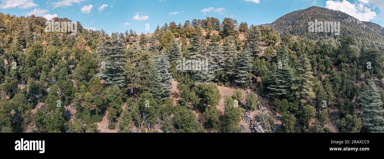 Aerial view of wild forest with huge Lebanon cedar trees in mountains ...