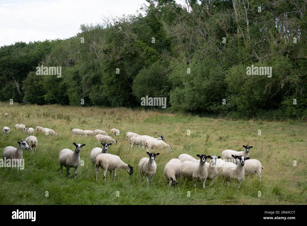 Sheep in a field by Wolford Wood, Warwickshire, England, UK Stock Photo ...
