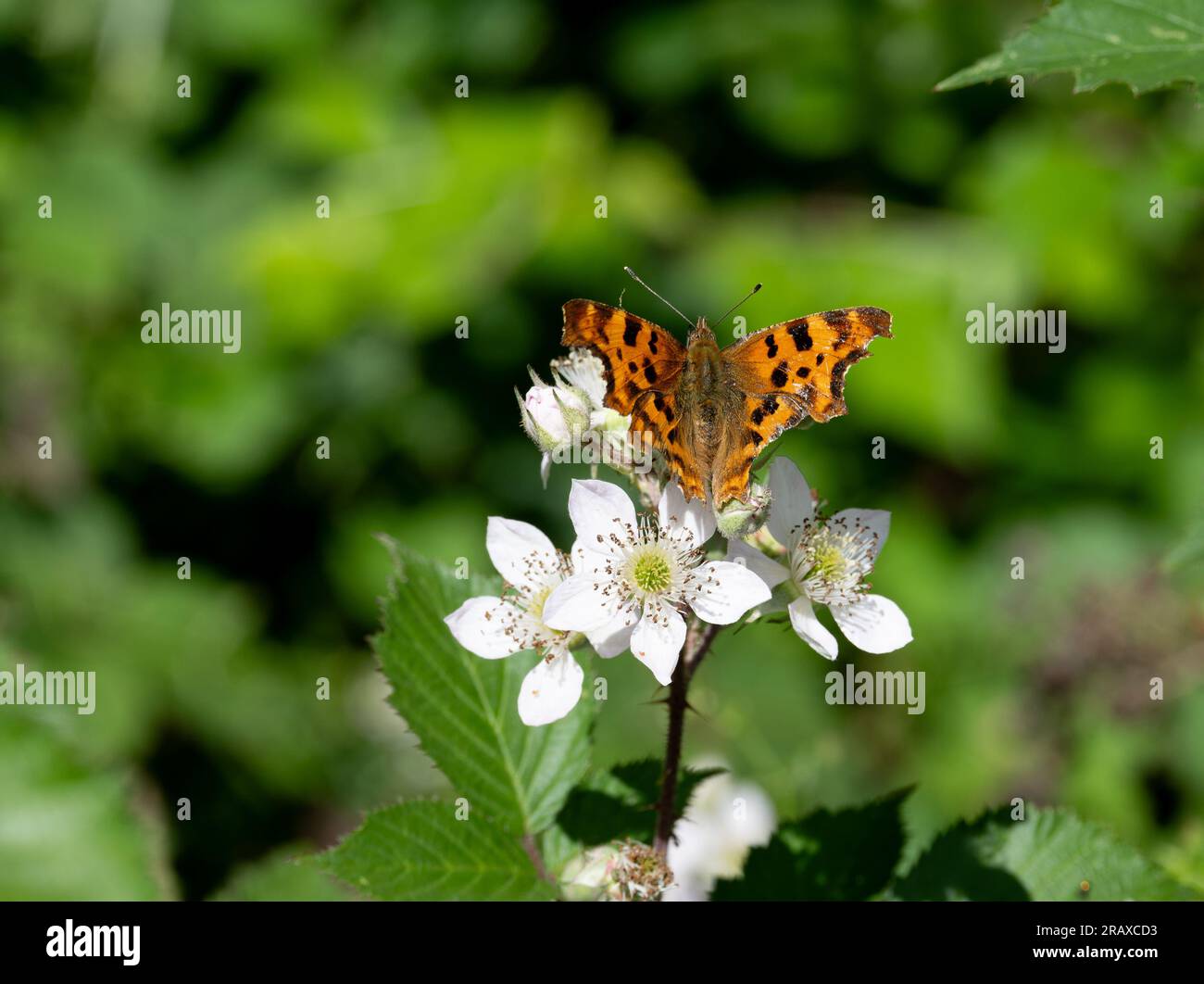 Comma butterfly, Wolford Wood, Warwickshire, England, UK Stock Photo ...