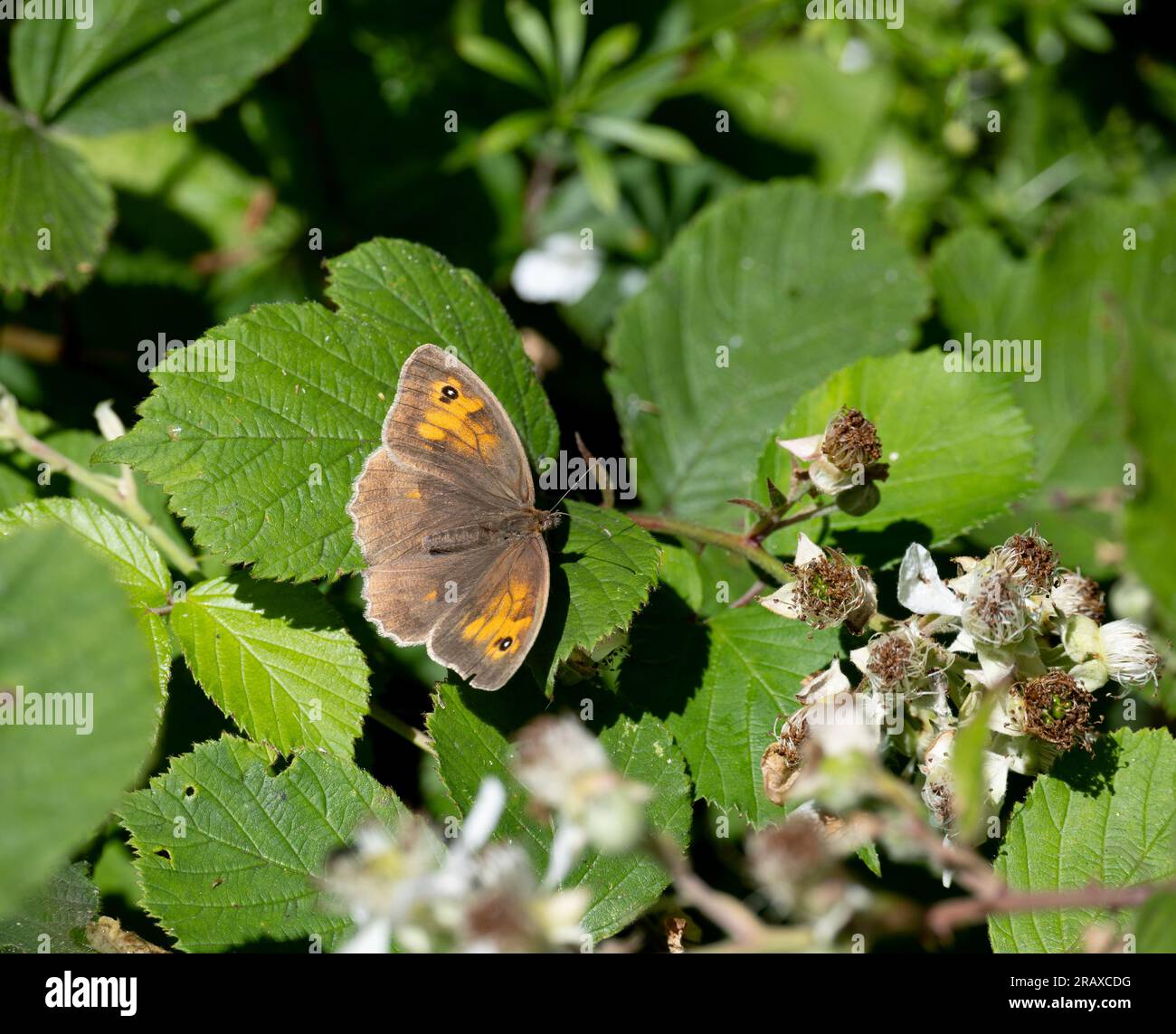 Meadow Brown butterfly, Wolford Wood, Warwickshire, England, UK Stock ...