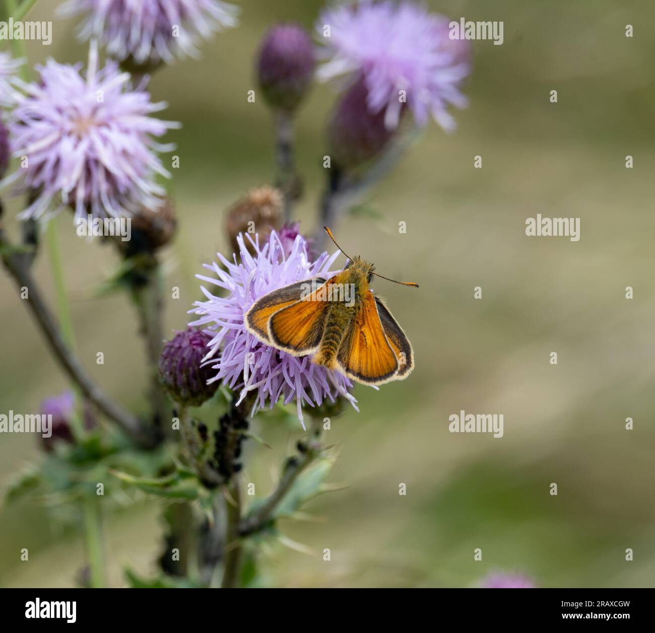Small Skipper butterfly, Wolford Wood, Warwickshire, England, UK Stock ...