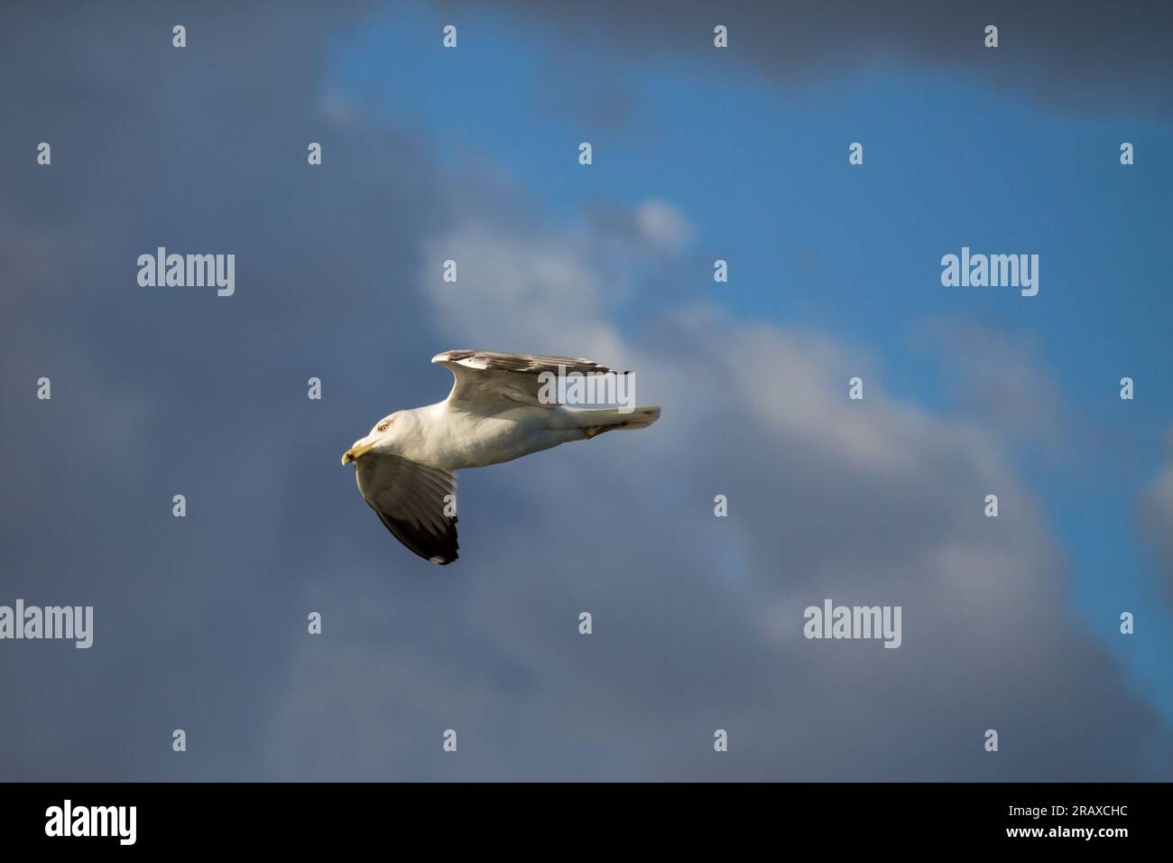 Seagull larus michahellis flying in the Salinas de Santa Pola Stock ...
