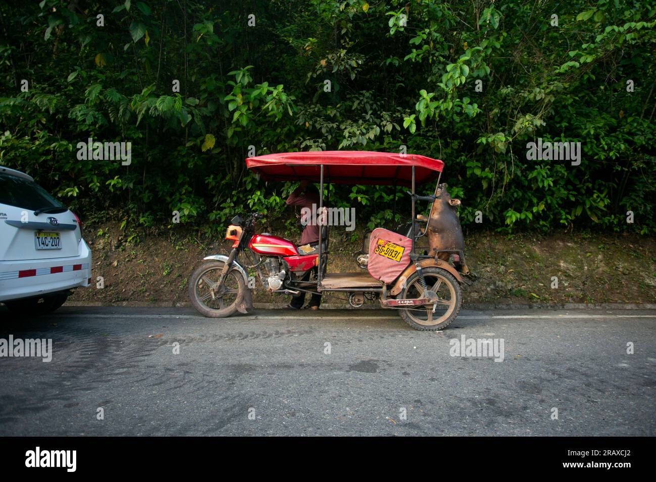 Chazuta, Peru; 1st October 2022: Motorized vehicle with a pig hanging ...