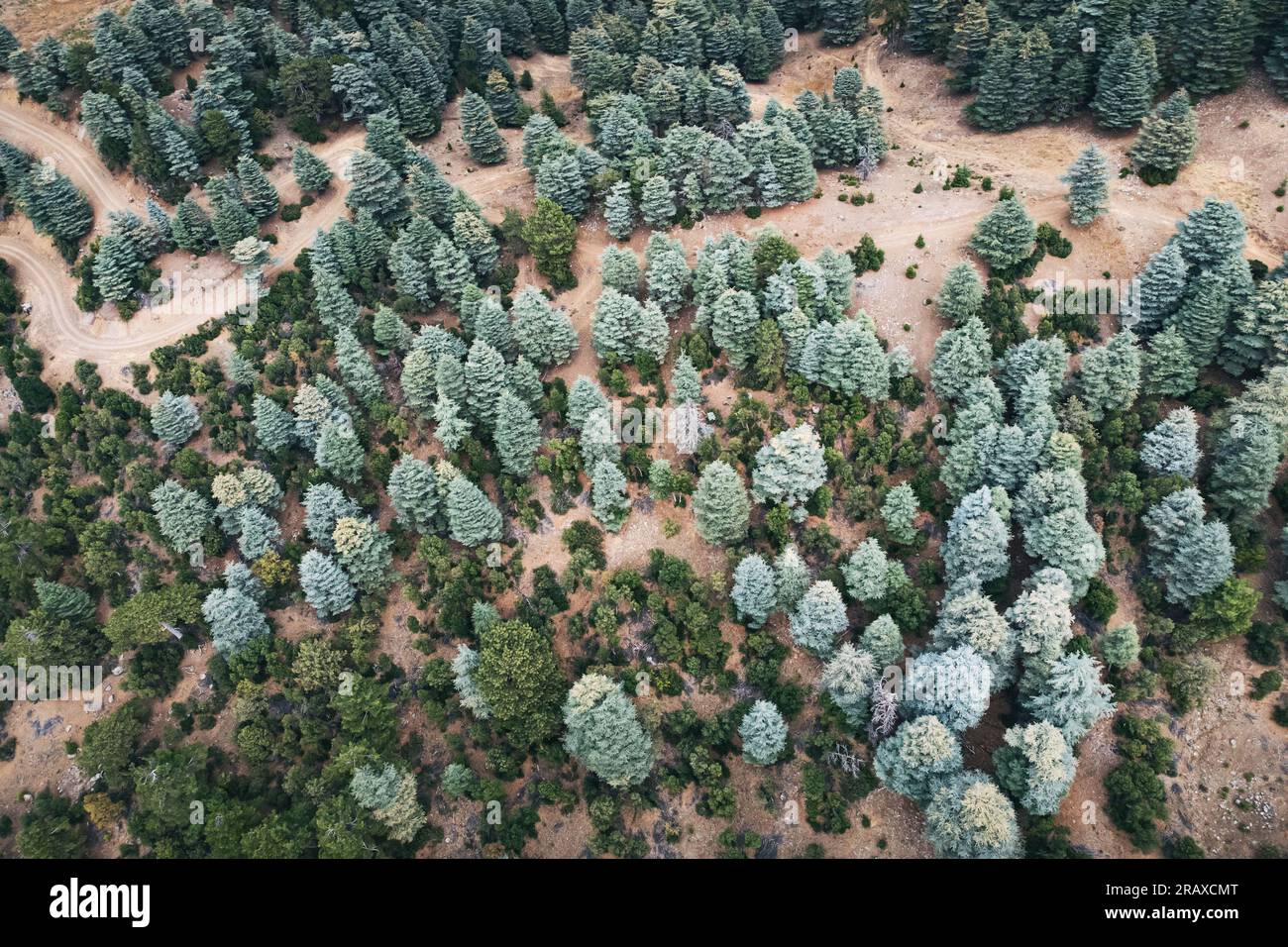 Aerial view of wild forest with huge Lebanon cedar trees in mountains ...