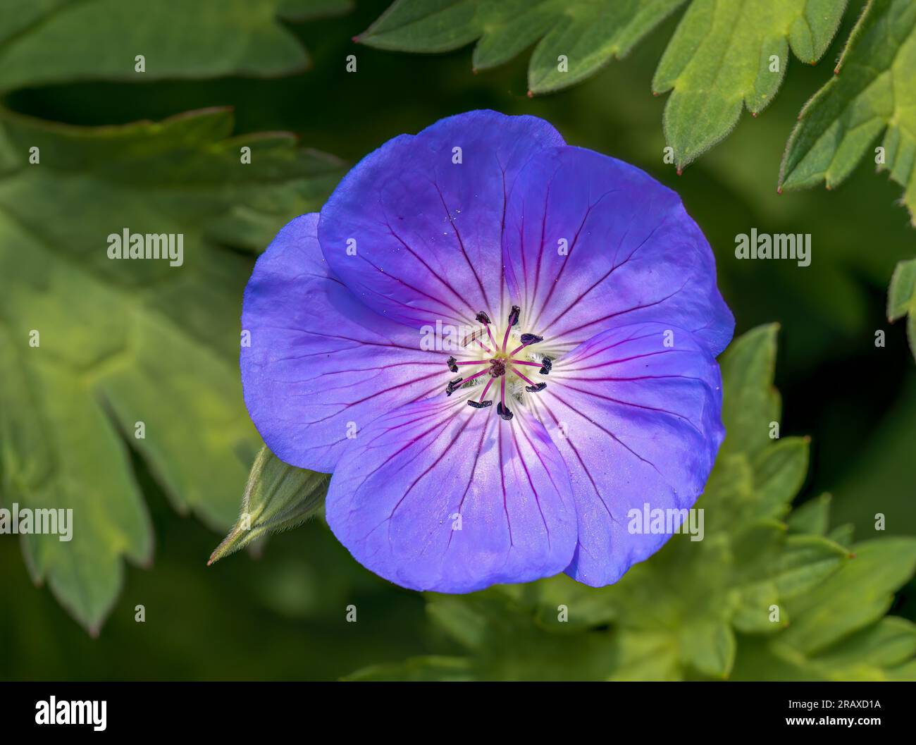 Solitary flower of a purple wild Geranium also known as the Purple ...