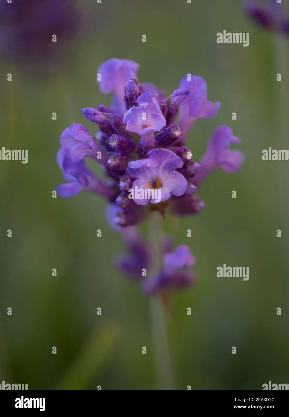 Single lavender flower hi-res stock photography and images - Alamy