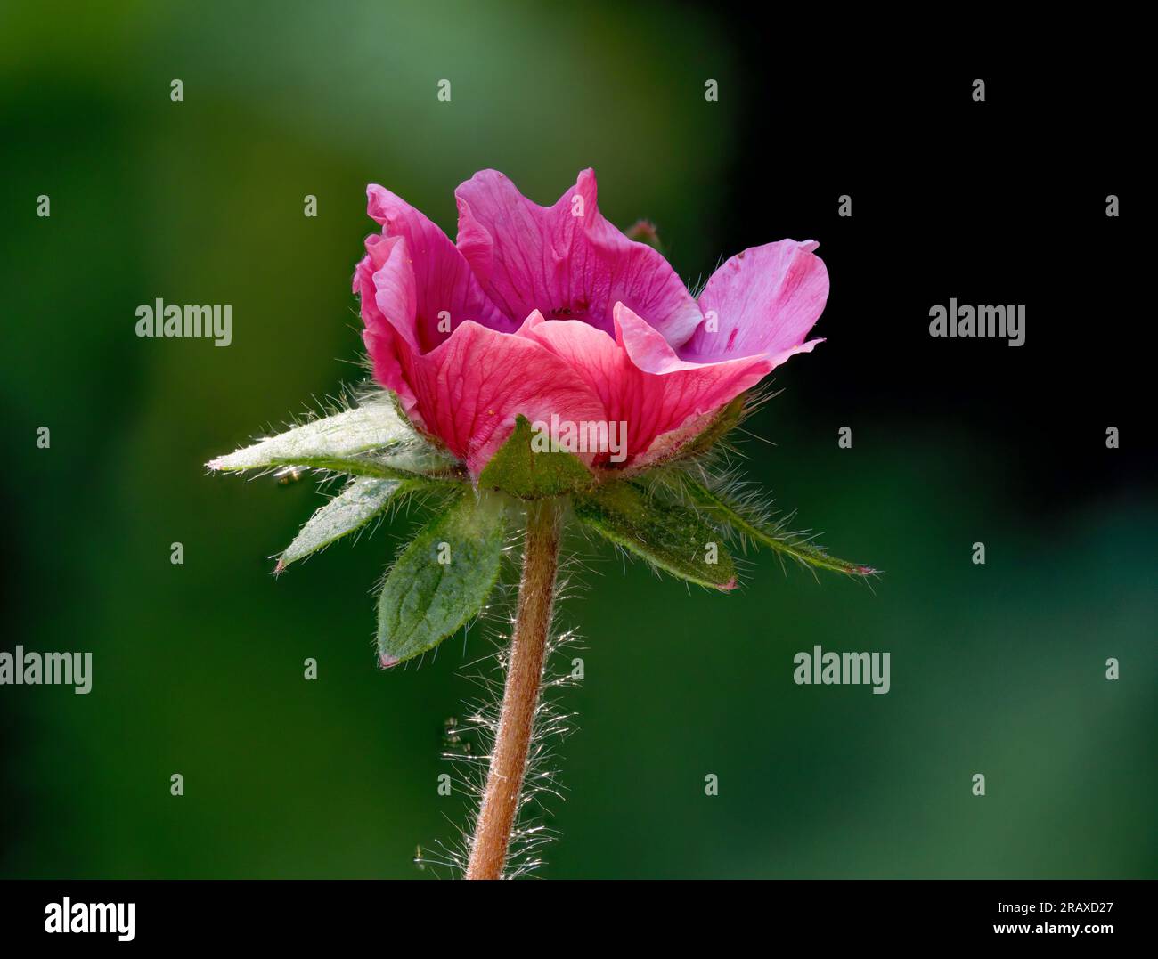 Red potentilla flowers hi-res stock photography and images - Alamy