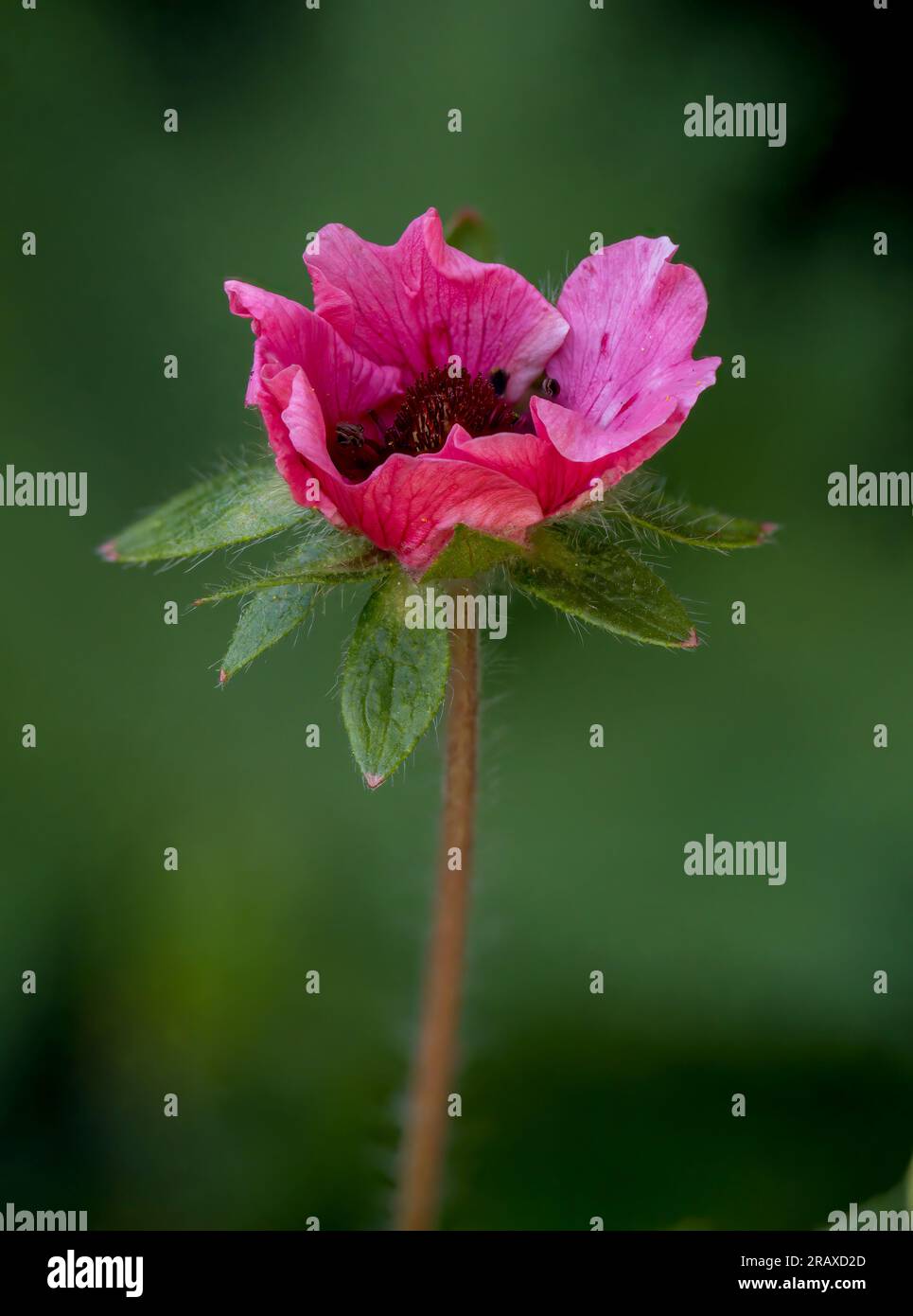 Red potentilla flowers hi-res stock photography and images - Alamy
