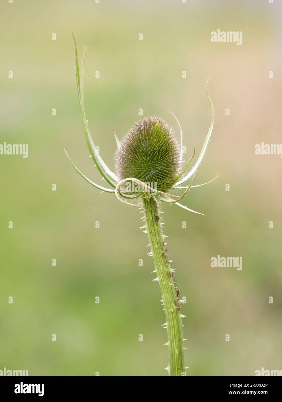 Flower head of a Teasel plant, (Dipsacus fullonum), photographed ...