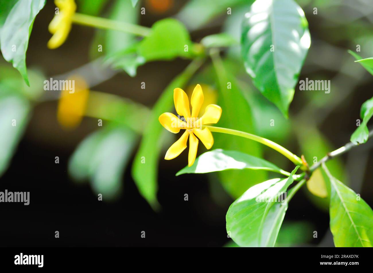Yellow gardenia leaves hi-res stock photography and images - Alamy