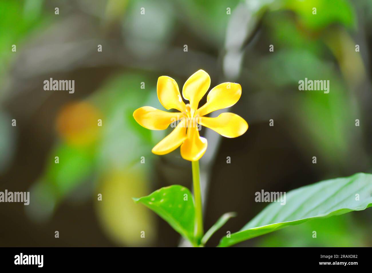 Gardenia carinata hi-res stock photography and images - Alamy