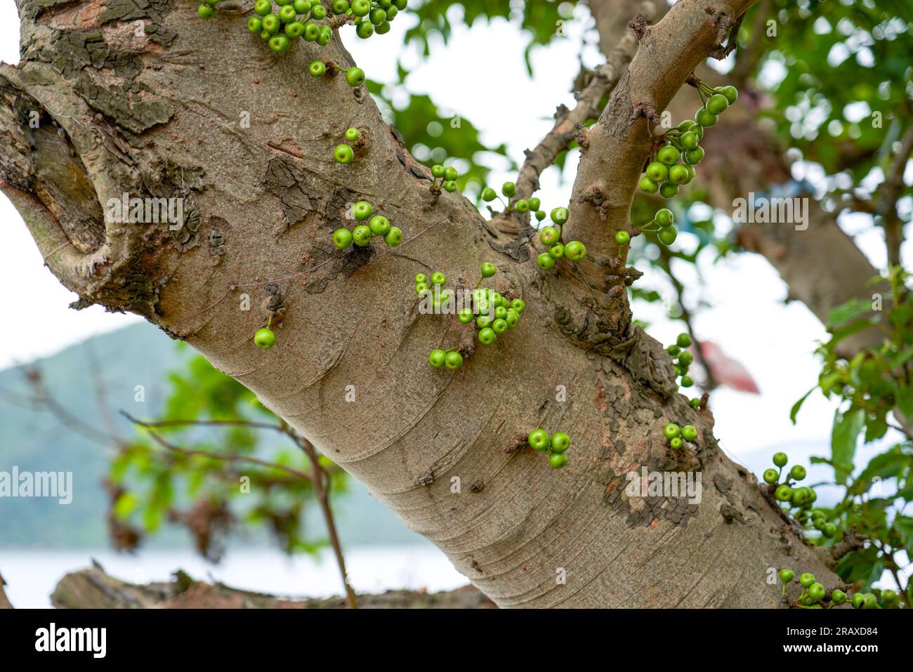 Fruits on wild banyan tree outdoors Stock Photo - Alamy