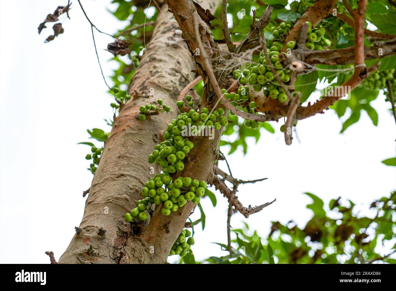 Fruits on wild banyan tree outdoors Stock Photo - Alamy