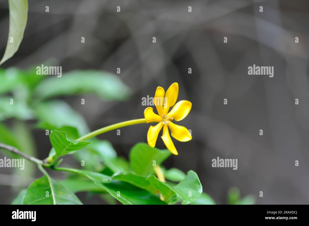 Yellow gardenia leaves hi-res stock photography and images - Alamy