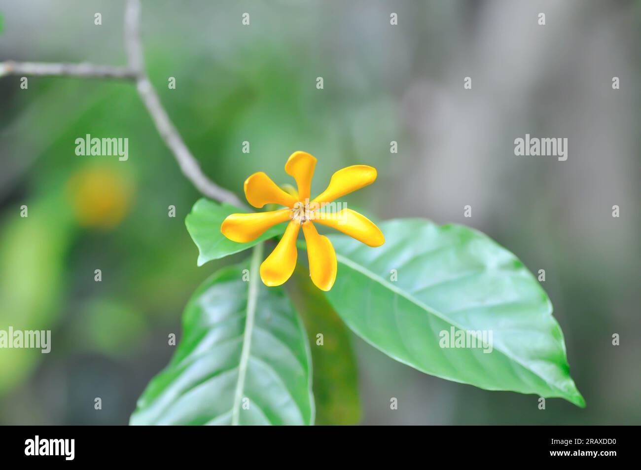 Gardenia carinata hi-res stock photography and images - Alamy