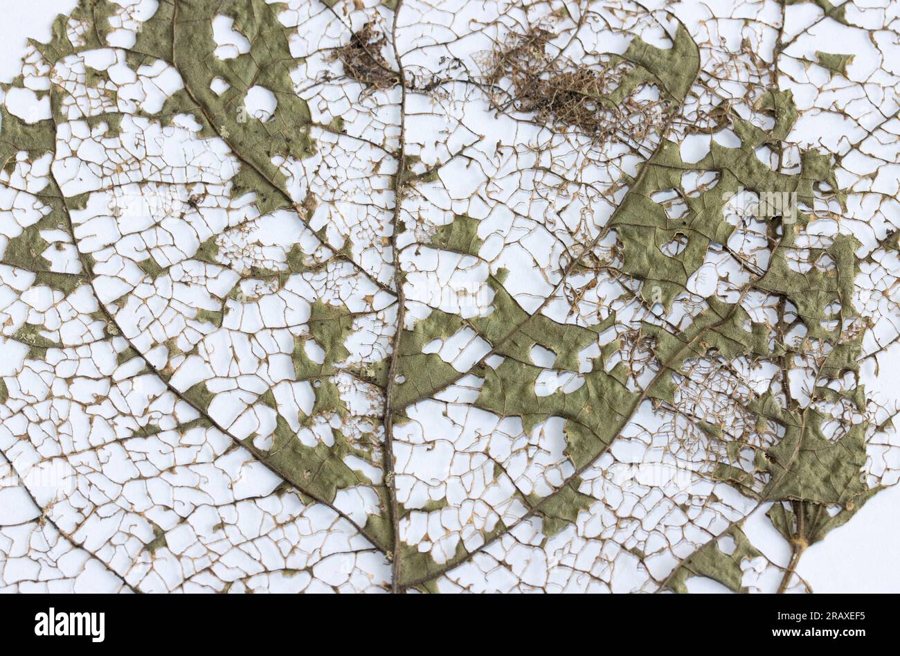 The delicate structure of veins in a deciduous leaf shows the network ...