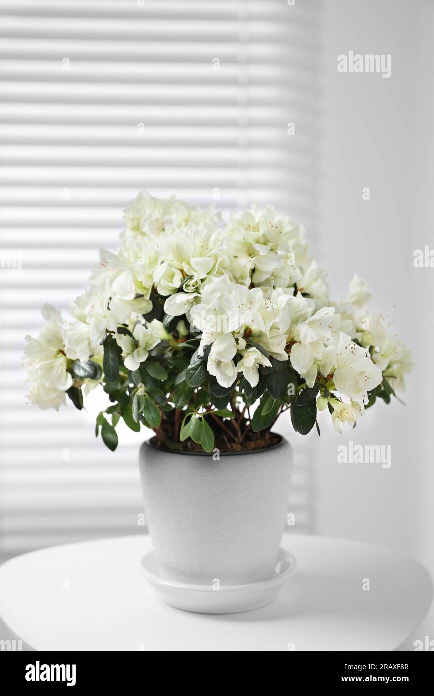 Azalea pot plant hi-res stock photography and images - Alamy