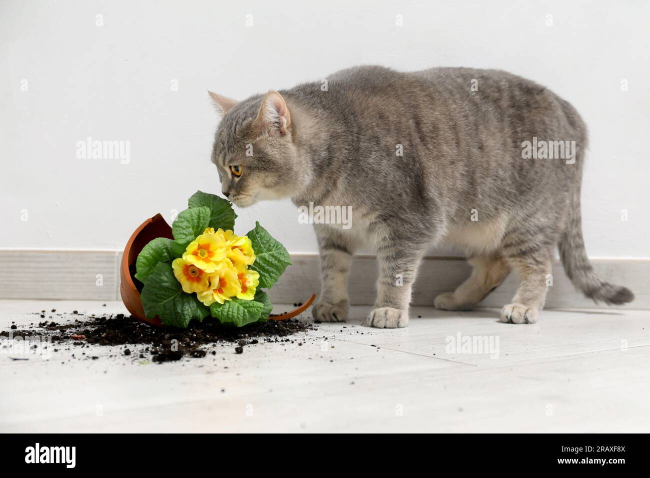 Cute cat and broken flower pot with primrose plant on floor indoors ...