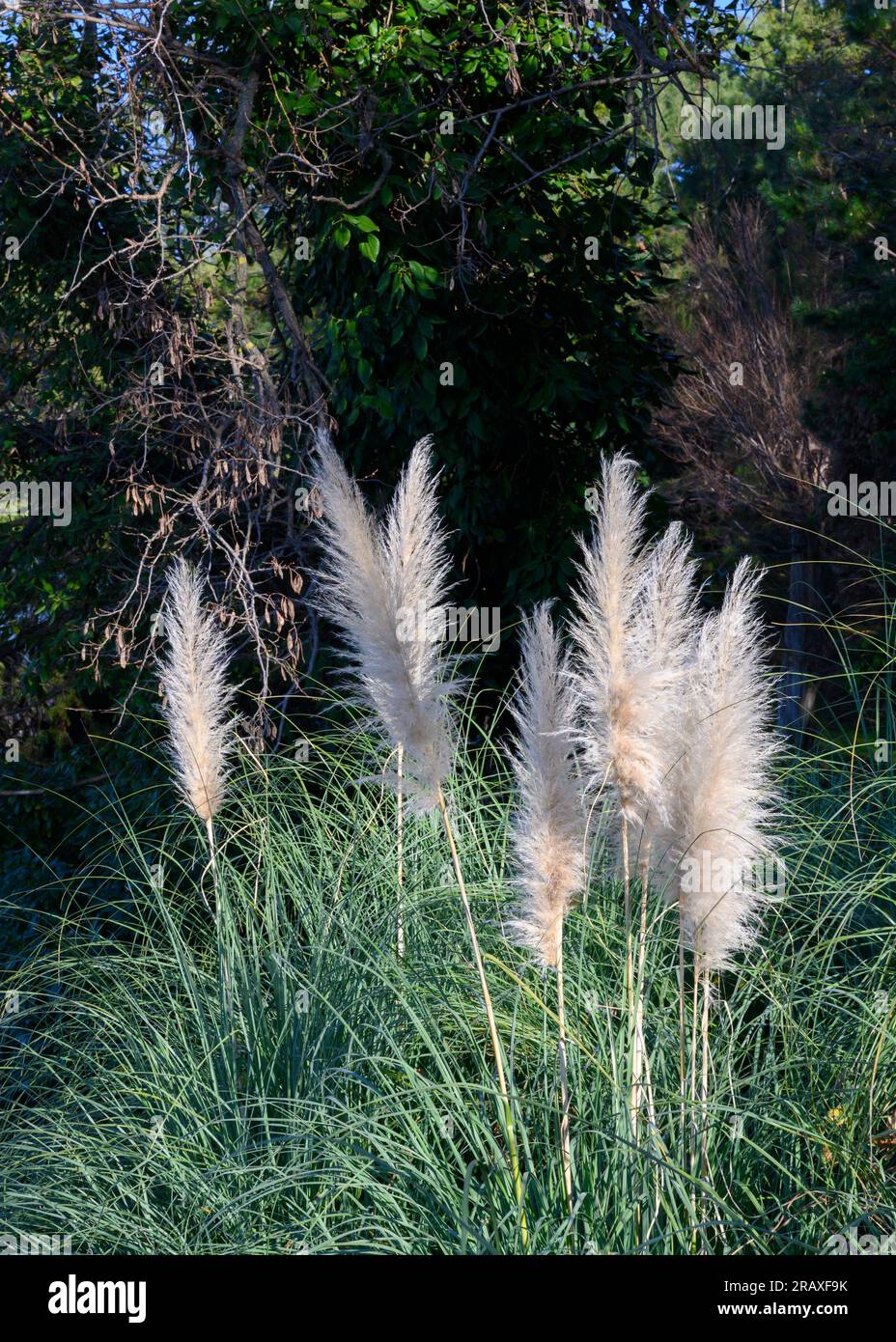 Reed feathers in the rainforest Stock Photo - Alamy
