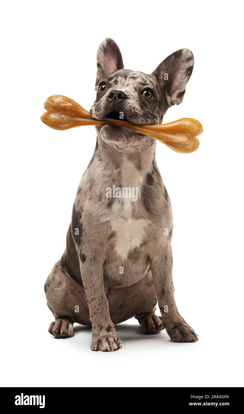 Cute French Bulldog holding bone in mouth on white background Stock ...