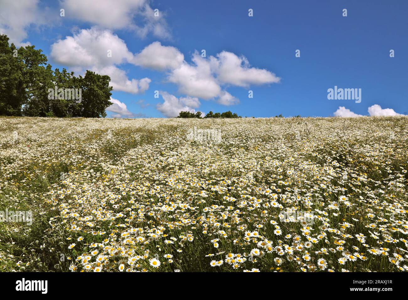 Hilly landscape, field of daisies Stock Photo - Alamy