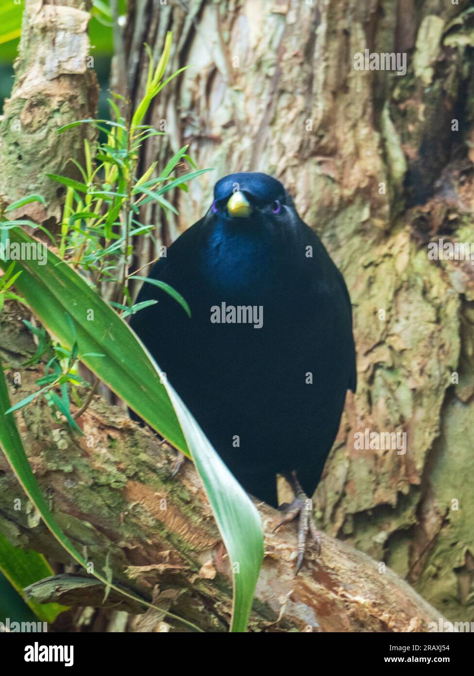 Male Satin Bowerbird perched in a tree, looking like he means business ...