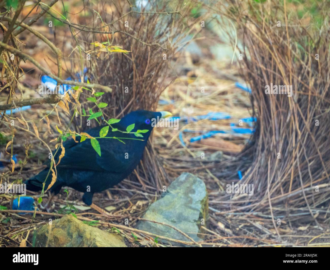 Australian native iris hi-res stock photography and images - Alamy