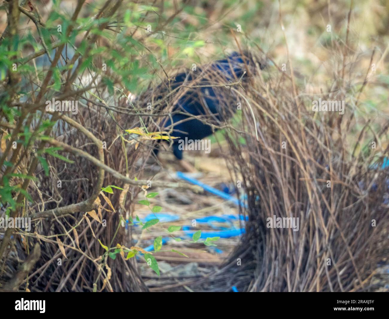Looking trough the avenue of a bower belonging to a male Satin ...