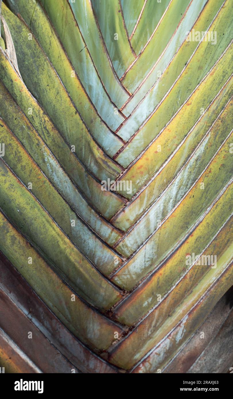 Natural patterns, Travellor’s Palm plant closeup of fanned leaf stems ...