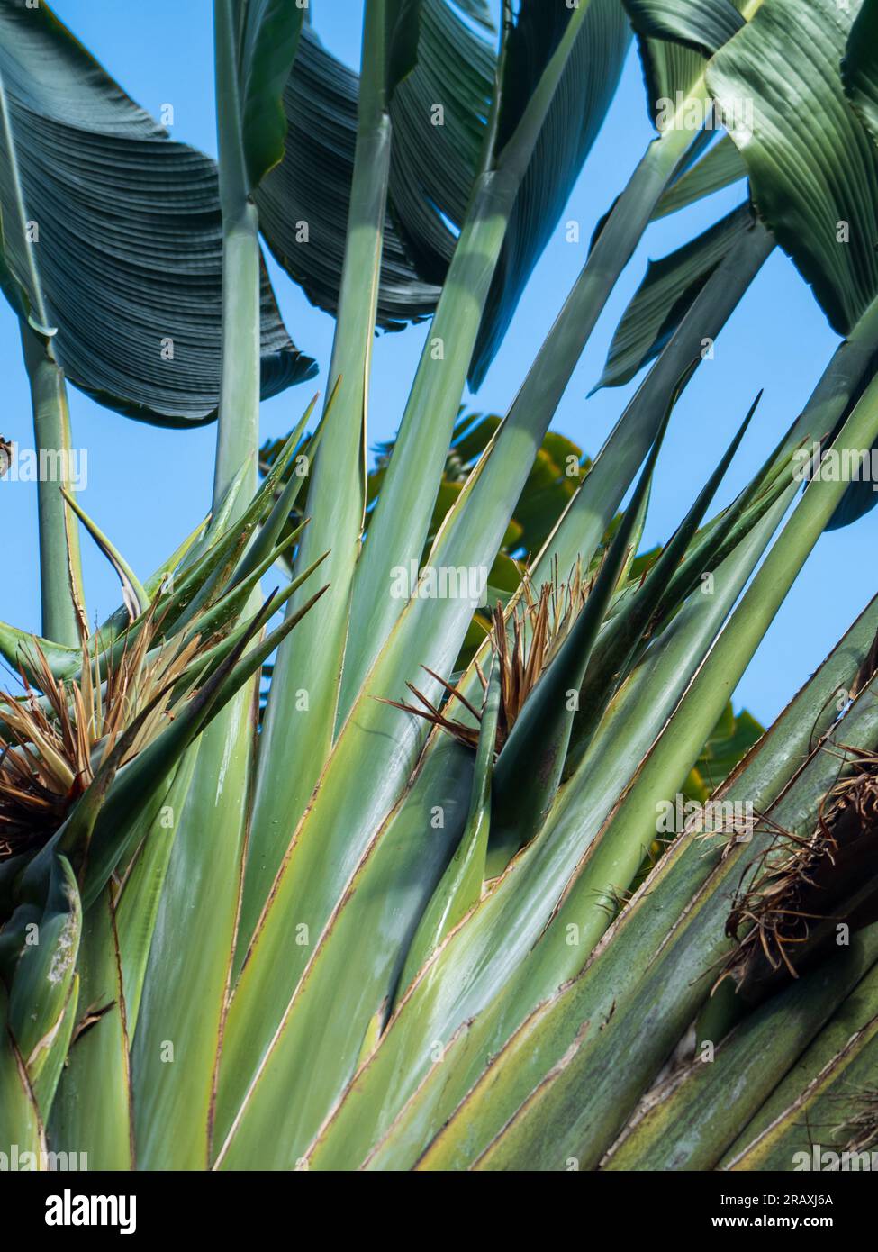 Traveller’s Palm plant closeup of fanned leaf stalks, leaves and blooms ...