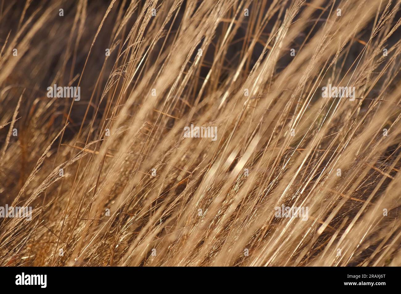 Dry sedge grass in the wind. Earth tones. Abstract natural background ...