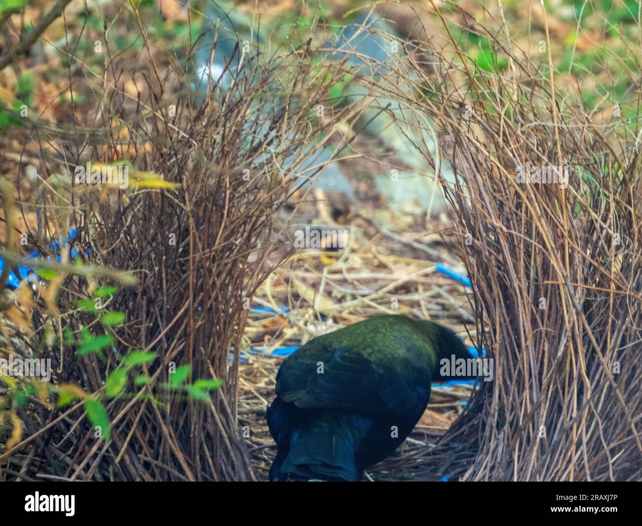 Satin bowerbird nest hi-res stock photography and images - Alamy