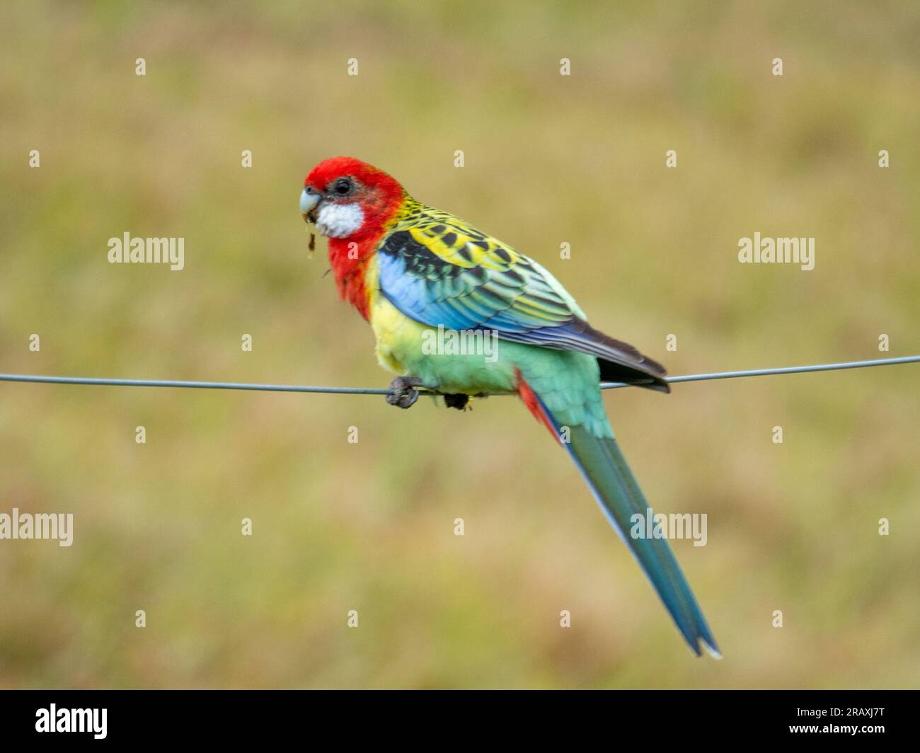 Australian native bird closeup, Eastern Rosella Perched on a wire ...