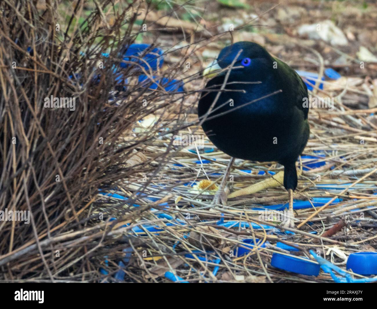 Blue violet eye of a Male Satin Bowerbird matching the items in his ...