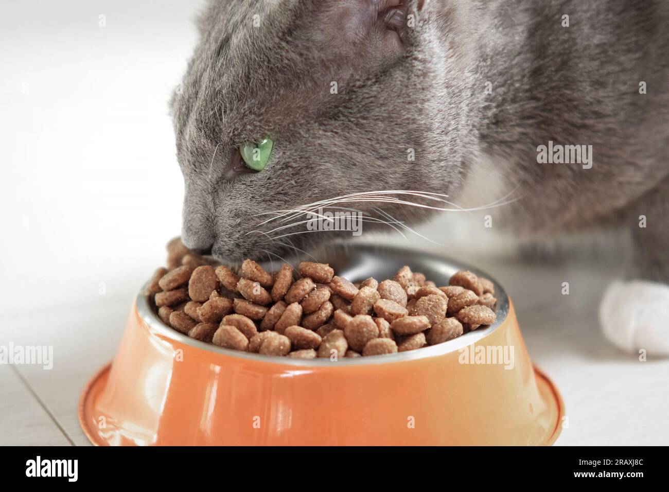 Cat Eating from Bowl. Young Cat Eats Food, Licking Tongue. Feline ...