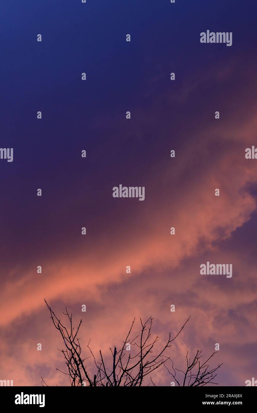 Pastel blue and pink sky with tree branches Stock Photo - Alamy