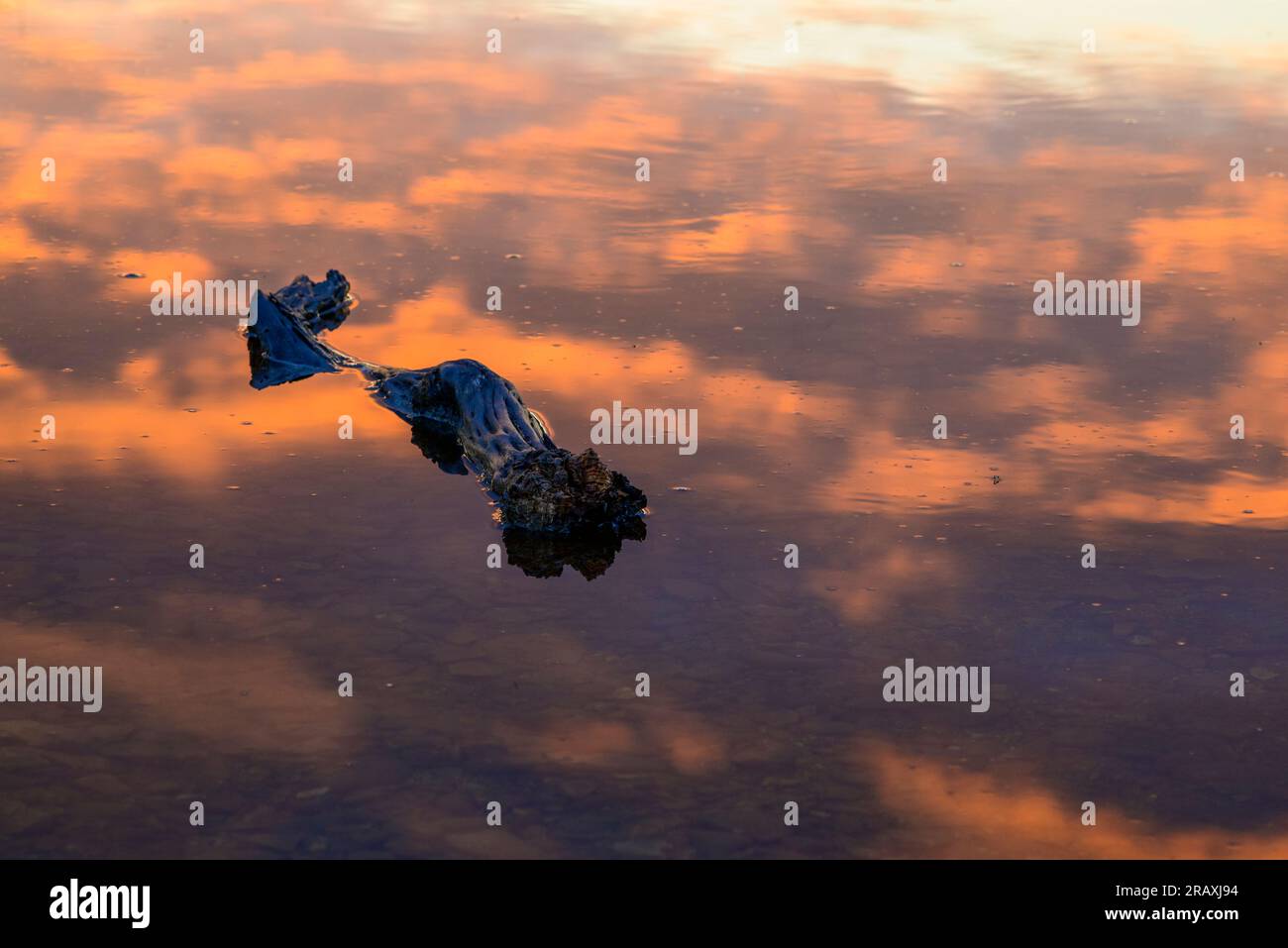 Log in water with reflection of sky, orange and purple Stock Photo - Alamy