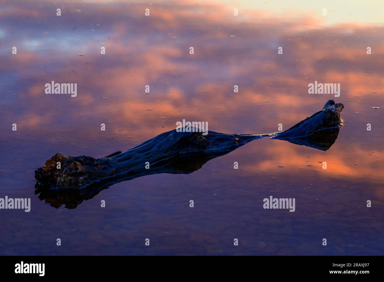 Log in water hi-res stock photography and images - Alamy