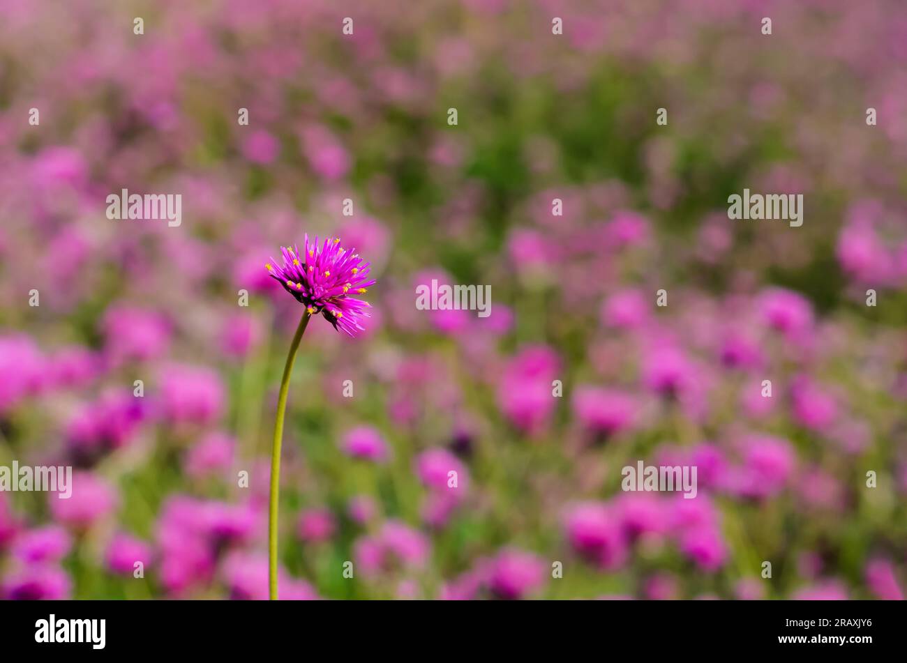 Pink Gomphrena Fireworks flower or Globe Amaranth standing alone with ...