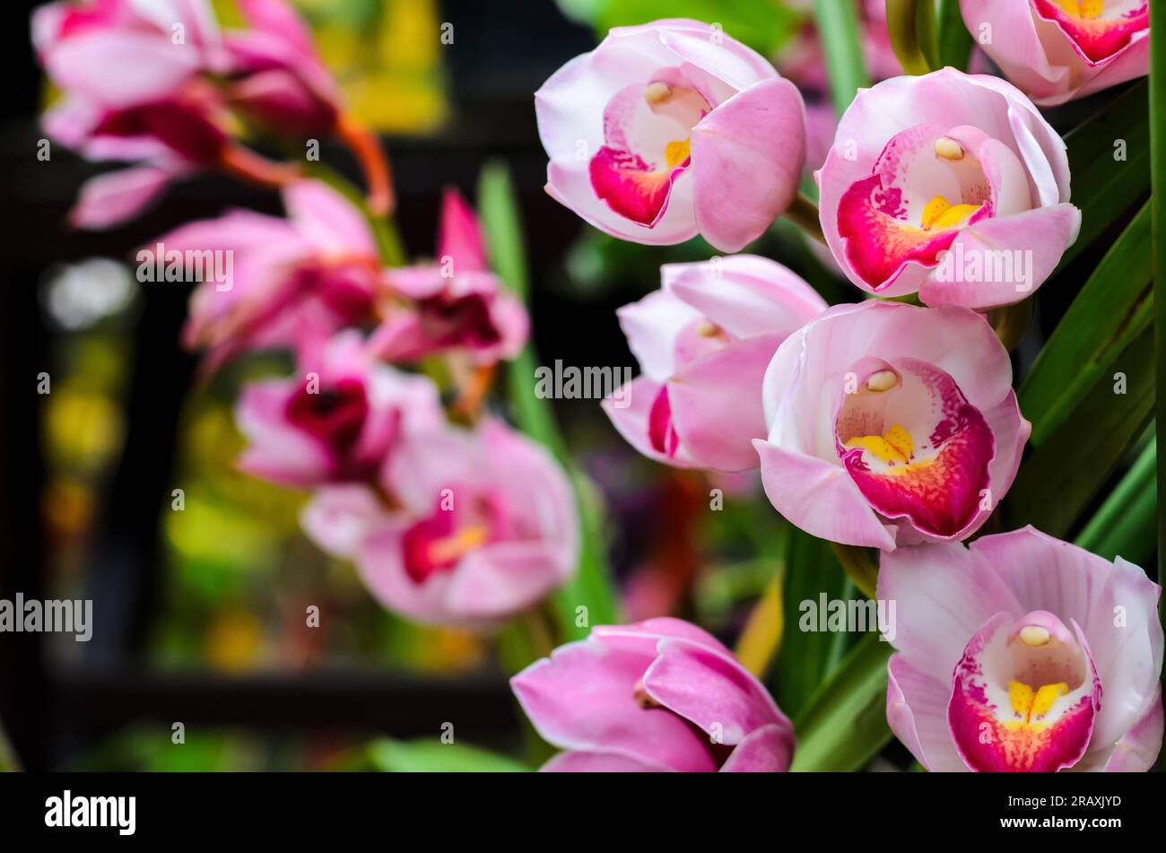 Cluster of pink color cymbidium orchids blooming on its tree Stock ...