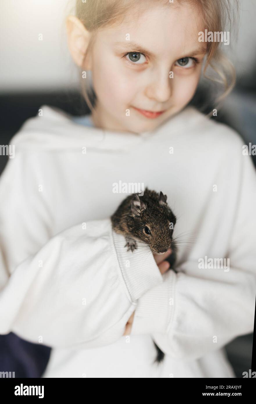 Little girl playing with cute chilean degu squirrel. Cute pet sitting ...