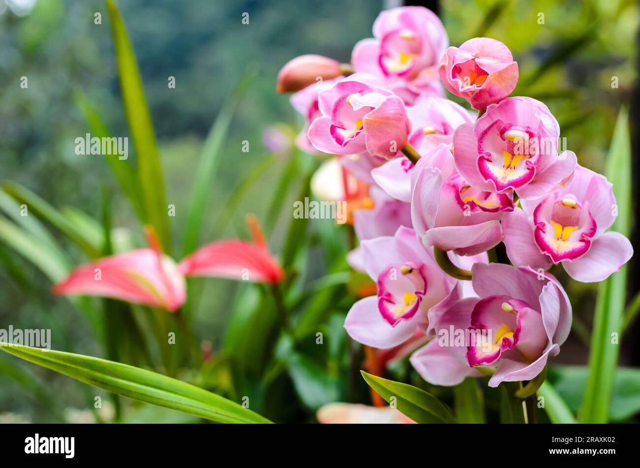 Cluster of pink color cymbidium orchids blooming on its tree Stock ...