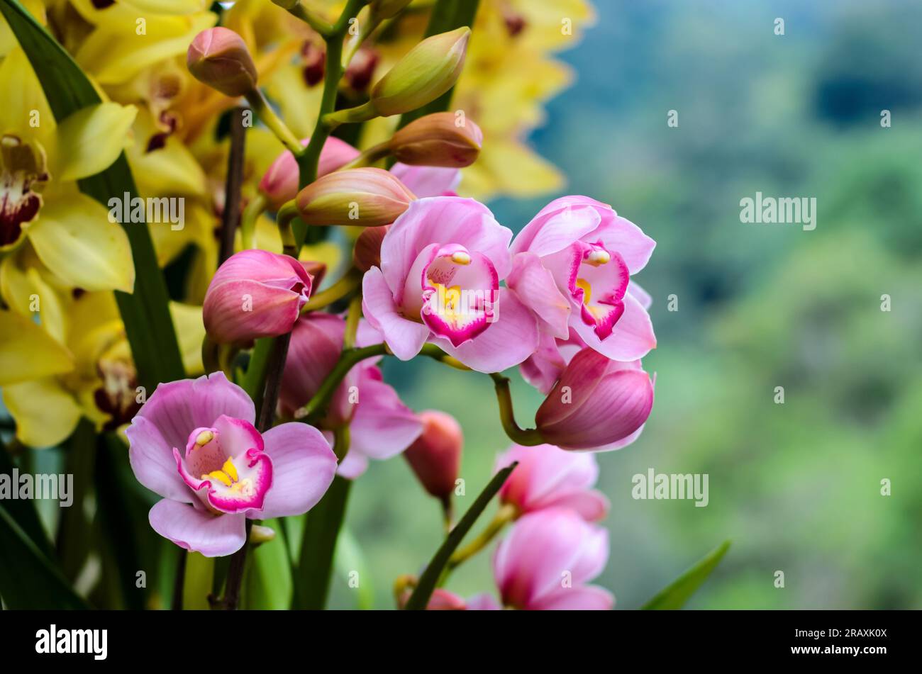 Cluster of pink color cymbidium orchids blooming on its tree Stock ...
