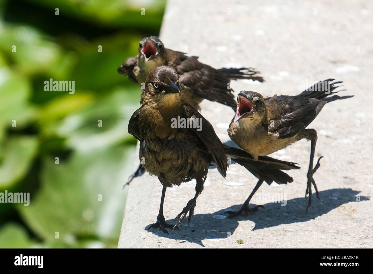 Fledgling birds hi-res stock photography and images - Alamy