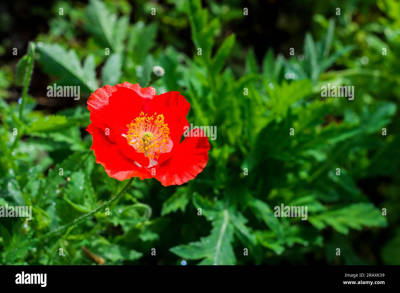 A red poppy flower with pollen standing alone with green leaves Stock ...