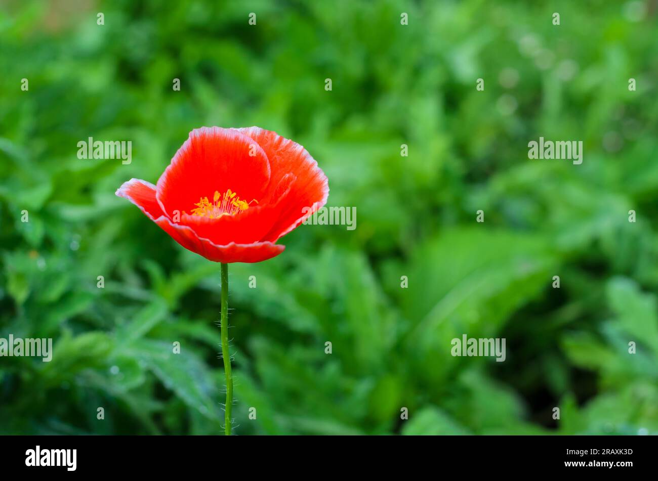 A red poppy flower with pollen standing alone with green leaves Stock ...