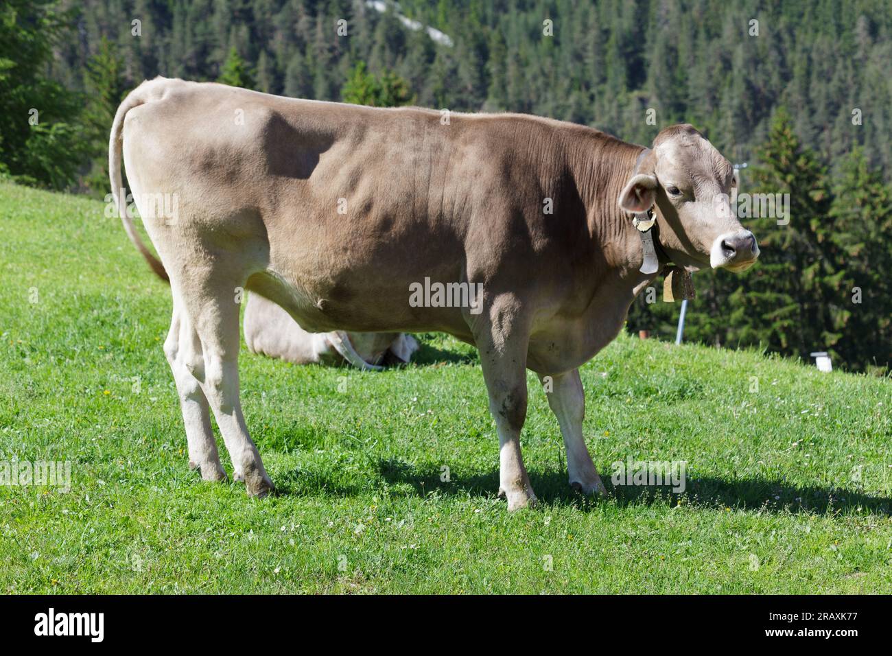 Happy single cow eating fresh grass in the mountains at austria Stock ...