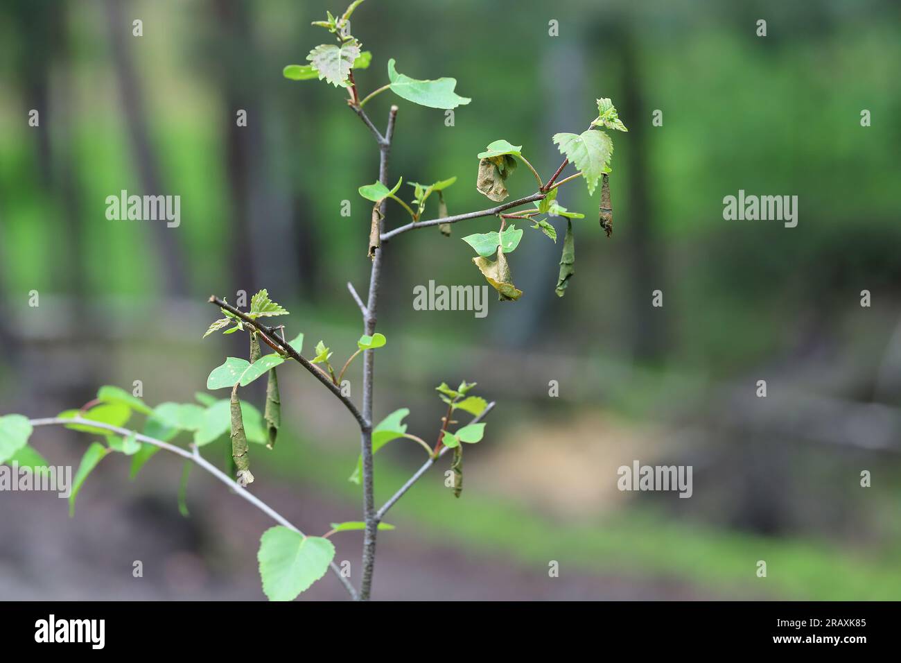 Birch Leaf-roller or Birch Leafroller (Deporaus betulae, Deporaus ...